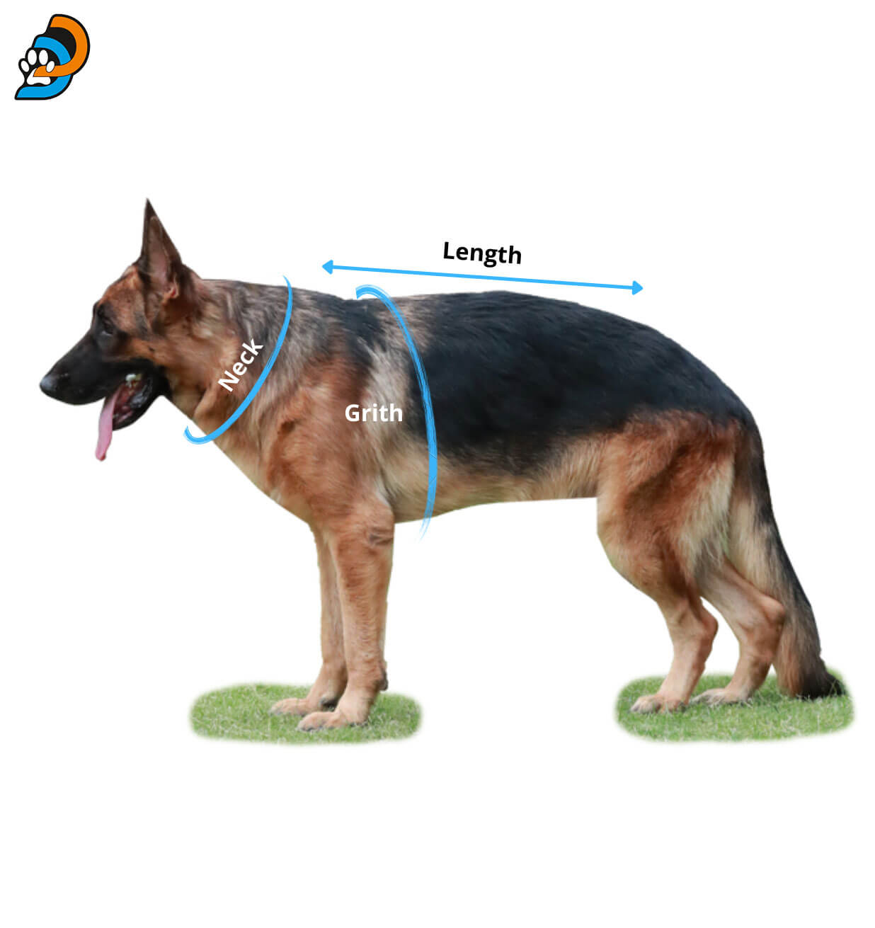 Measuring guide | Dog Dude