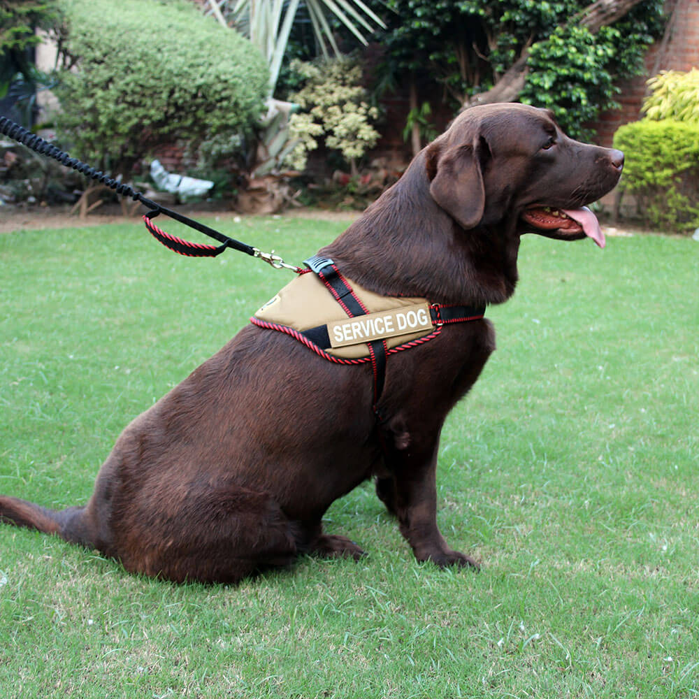 Dog Harness Types Benefit | Product Guide | Dog Dude